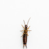 Earwigs | Berlin, Conway, New Hampshire: Presidential Pest Control LLC