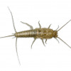 Silverfish: Presidential Pest Control LLC